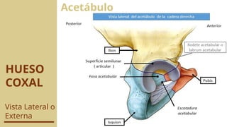 Osteologia - Anatomia Hueso Coxal. . | PPTX