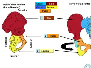 Hueso coxal algunos esquemas | PPT