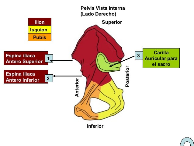 Hueso coxal algunos esquemas