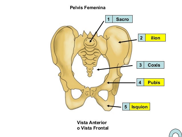 Ilion Isquion | www.picswe.net