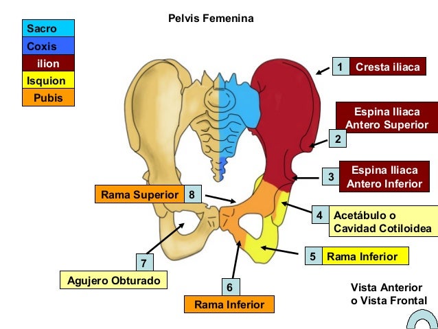 Hueso coxal algunos esquemas