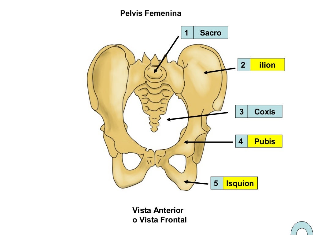 Hueso coxal algunos esquemas