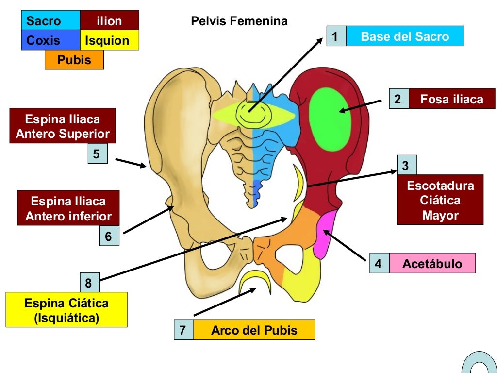 Hueso coxal algunos esquemas
