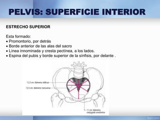 Hueso coxal y pelvis en general | PPT