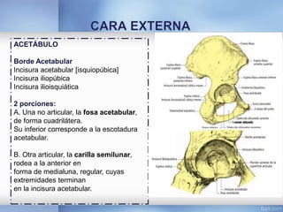 Hueso coxal y pelvis en general | PPT