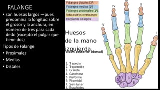 Hueso de la mano | PPTX