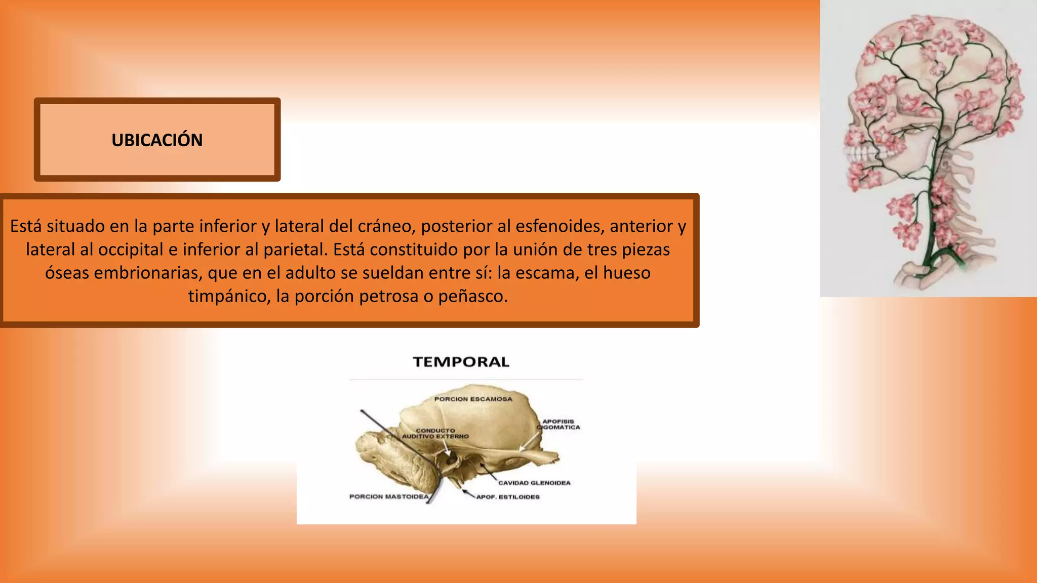 Hueso del craneo temporal maria jose rodriguez | PPT