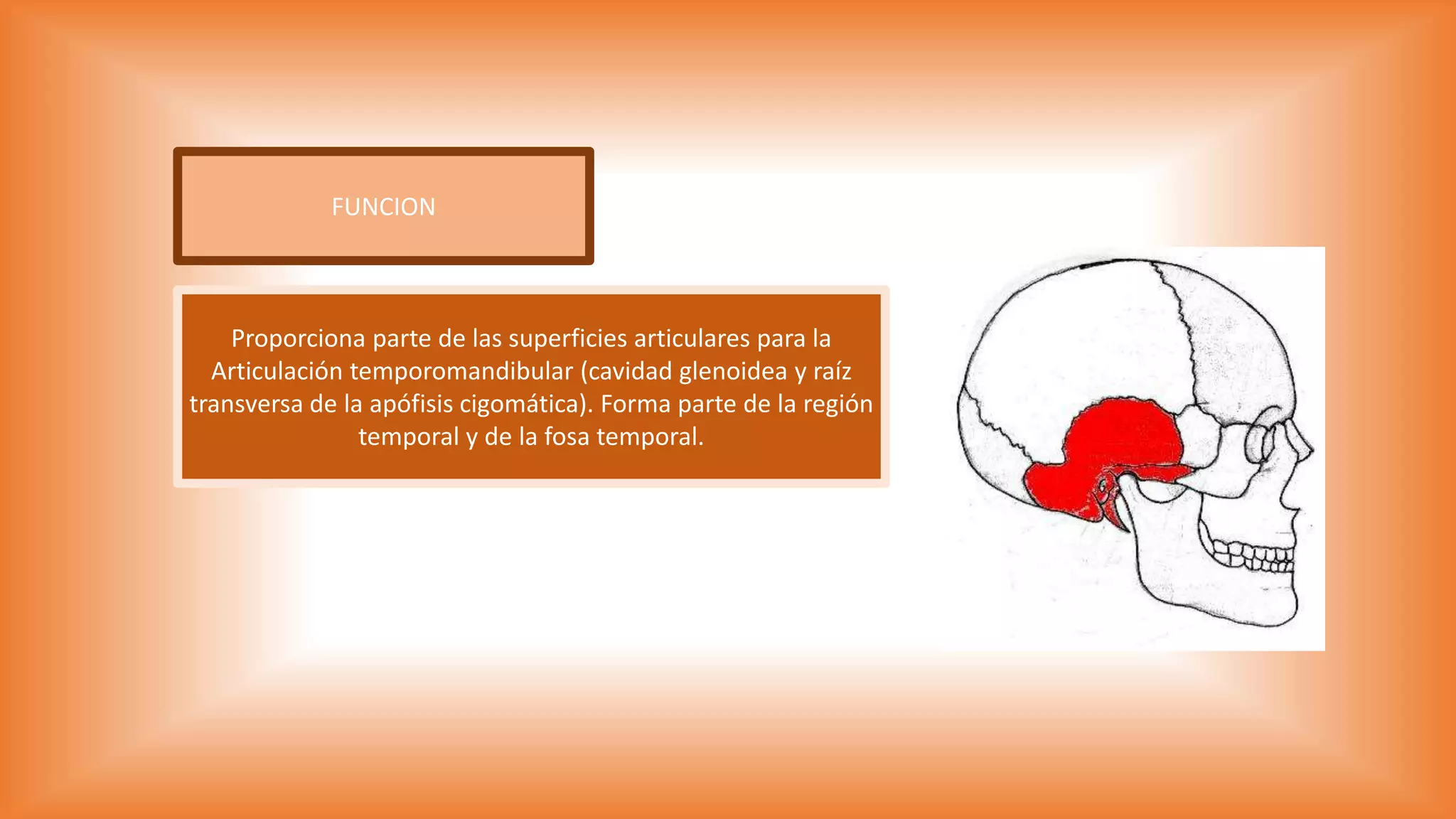 Hueso del craneo temporal maria jose rodriguez | PPT