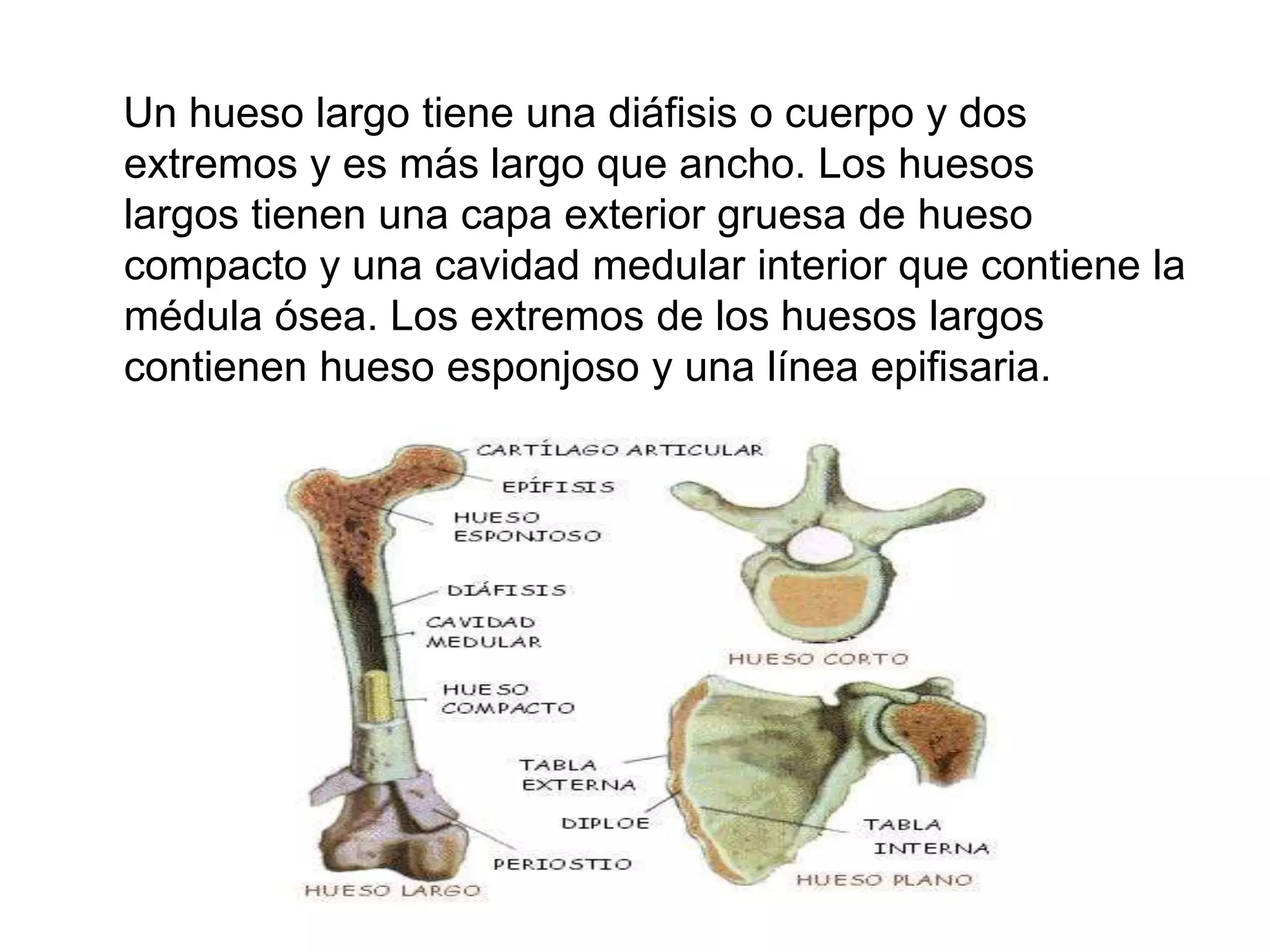 Huesos del cuerpo humano | PPTX | Bone and Joint Conditions | Diseases ...