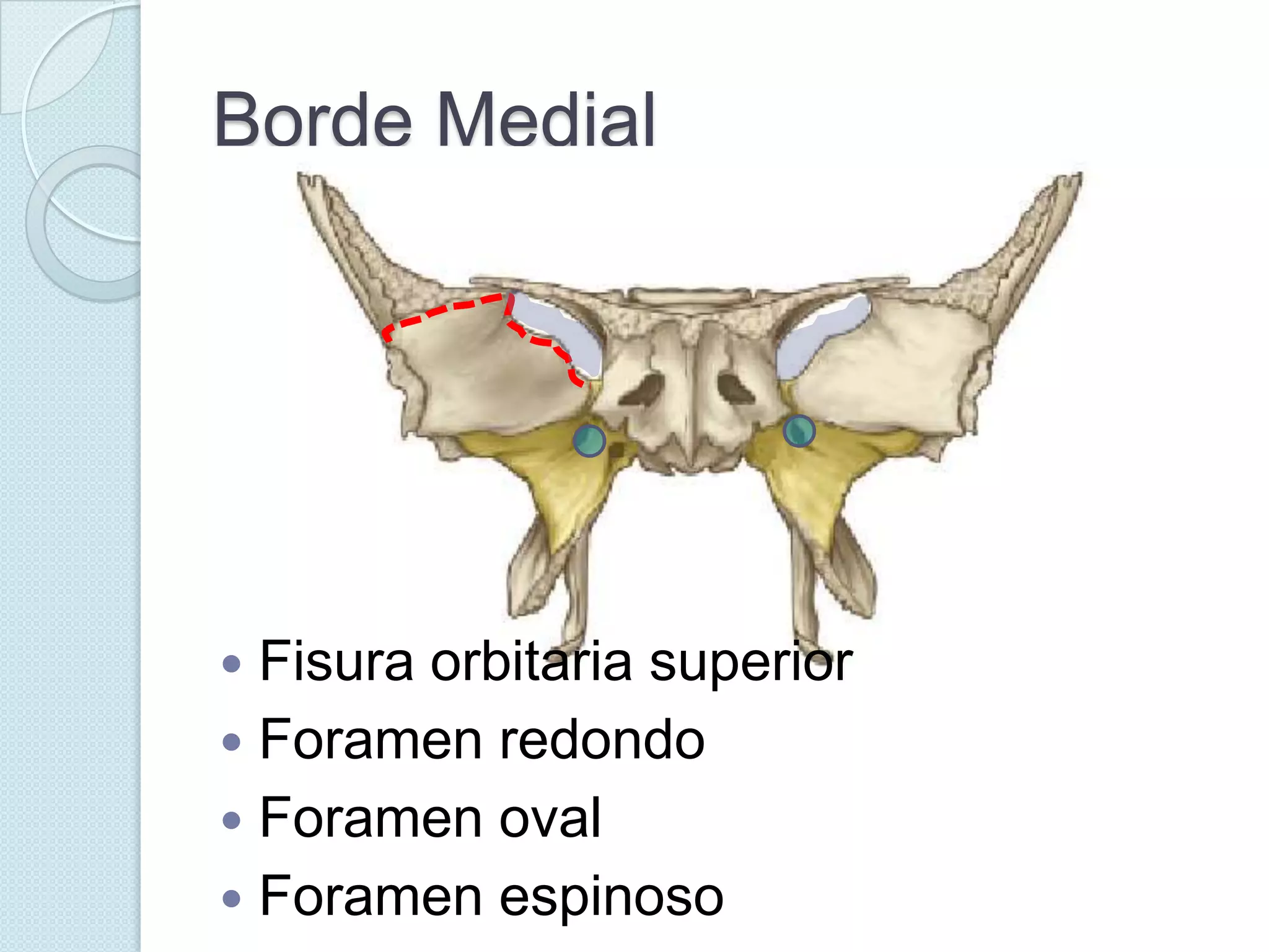 Hueso esfenoides | PPTX