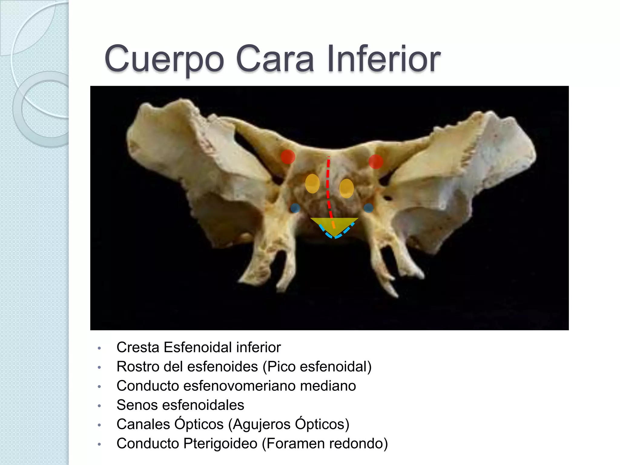 Hueso esfenoides | PPTX