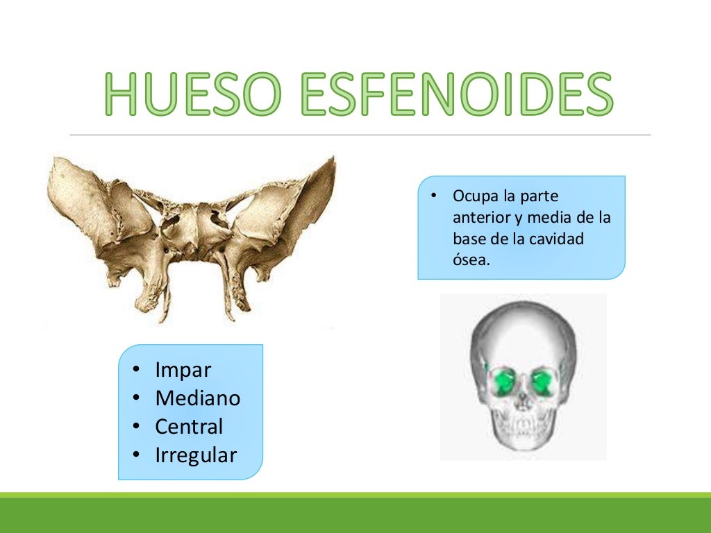 HUESO ESFENOIDES