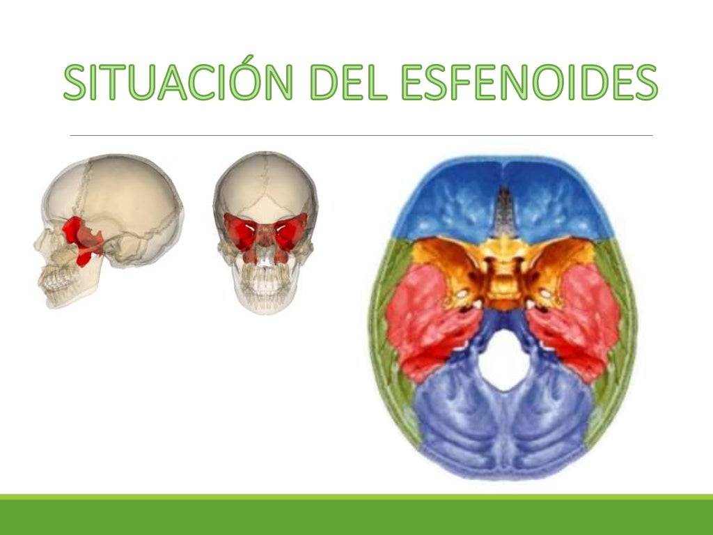 HUESO ESFENOIDES