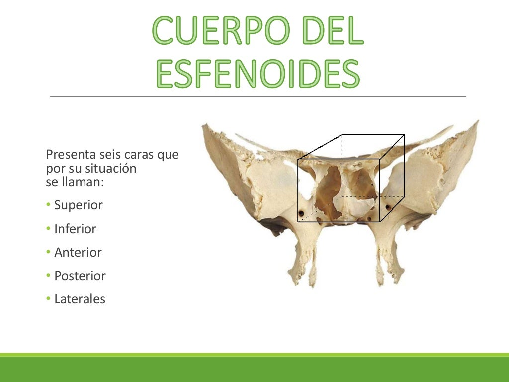 HUESO ESFENOIDES