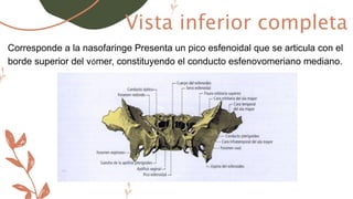 antomia del Hueso_Esfenoides completo ppt | PPTX