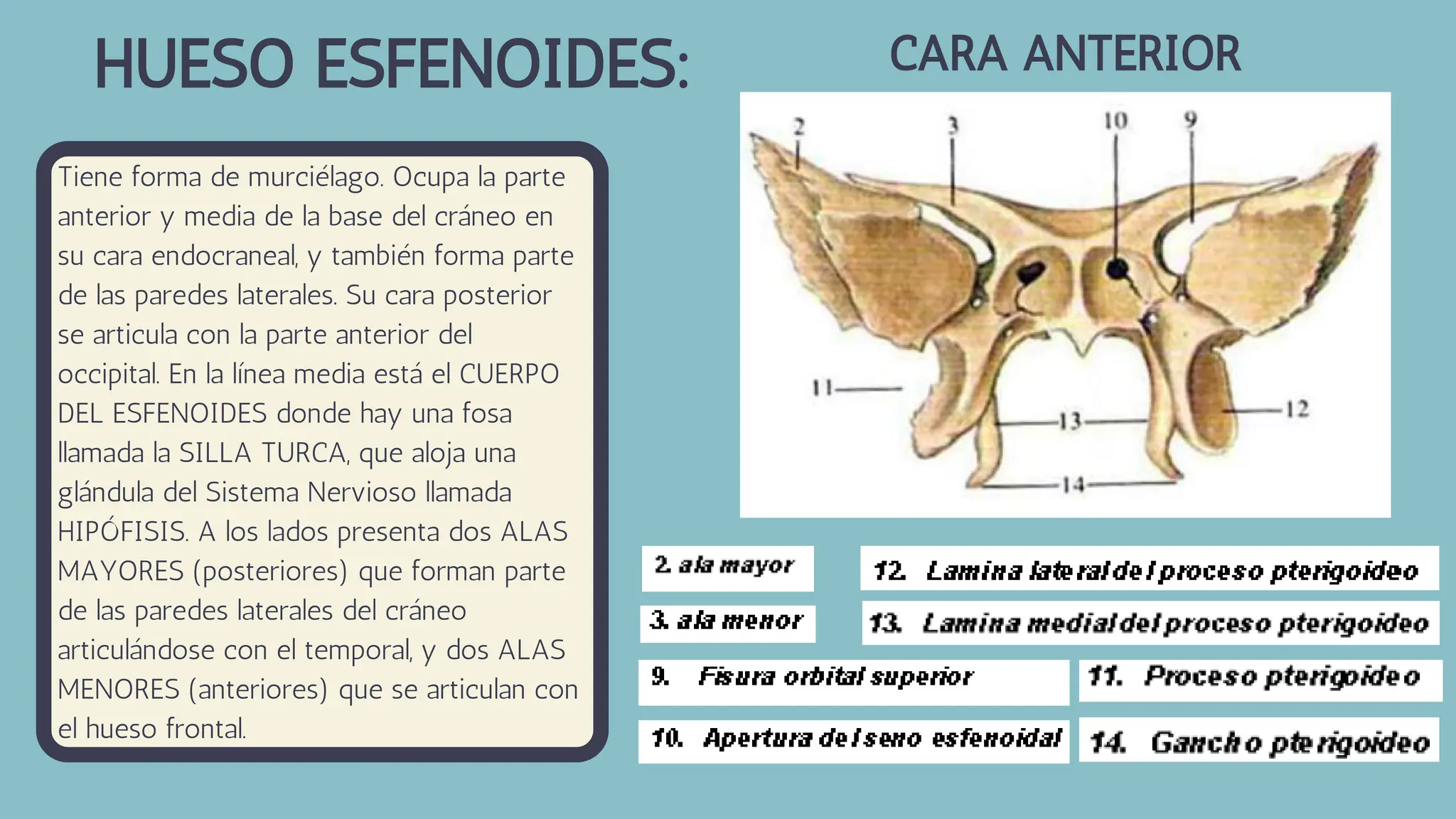 Hueso esfenoides y etmoides, caras y estructuras anatómicas | PDF