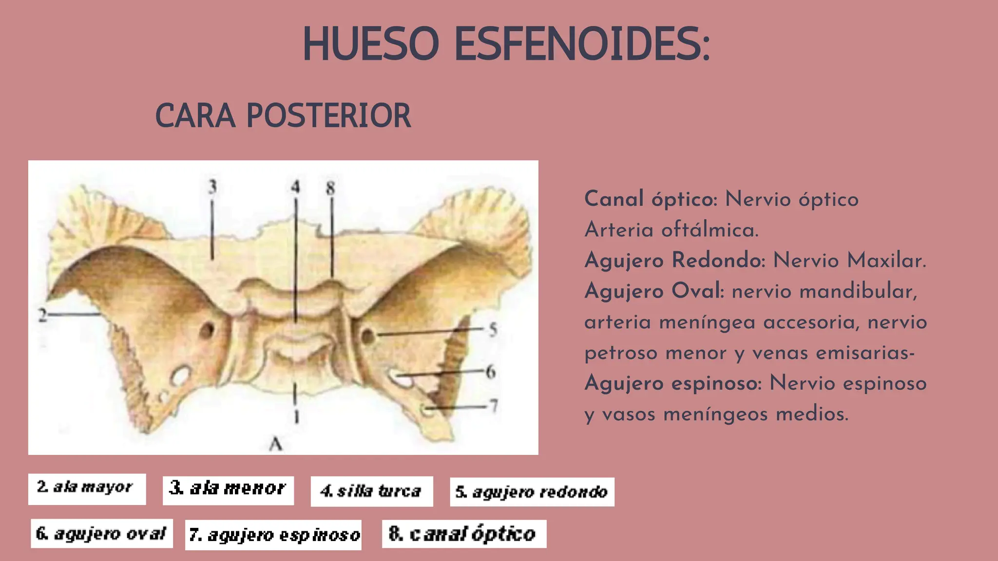 Hueso esfenoides y etmoides, caras y estructuras anatómicas | PDF