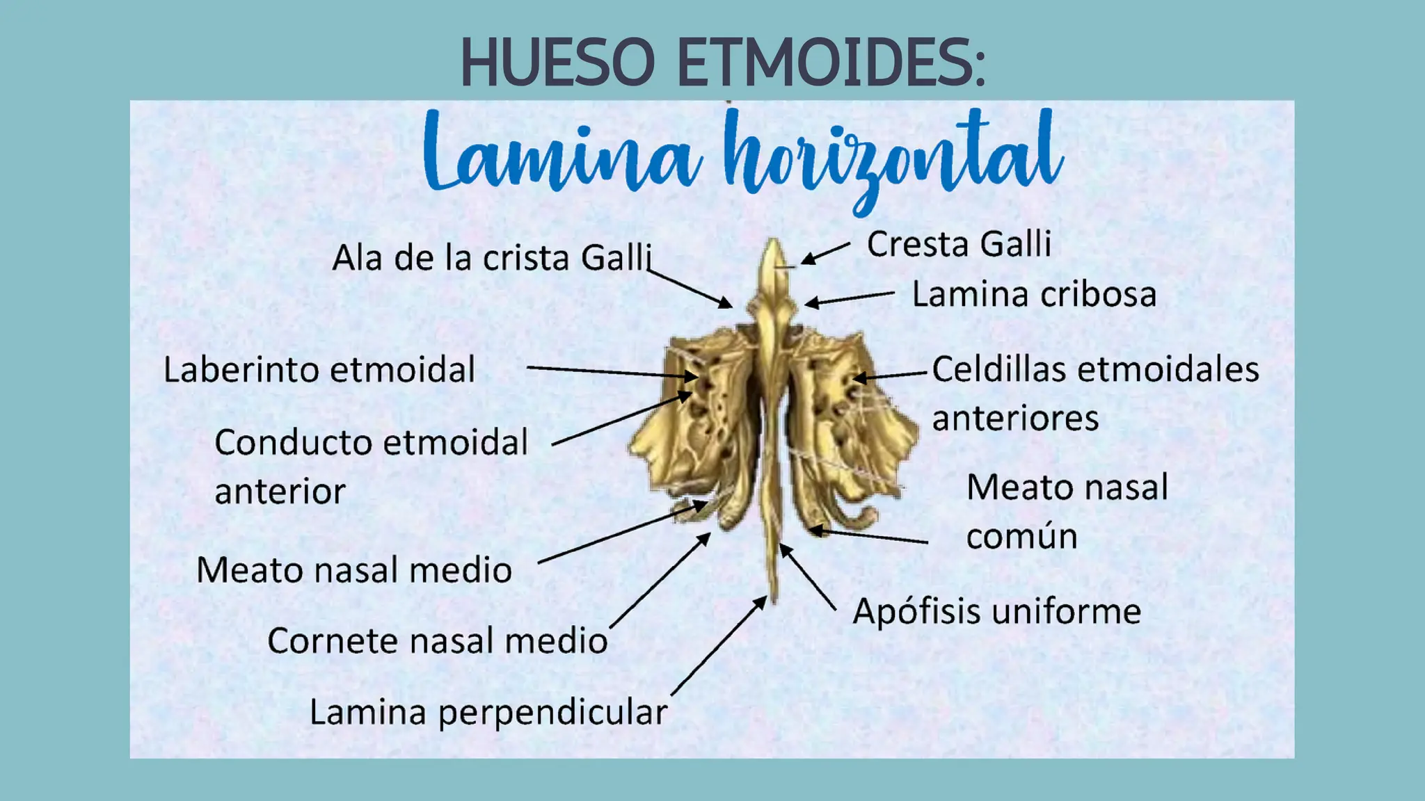 Hueso esfenoides y etmoides, caras y estructuras anatómicas | PDF