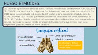 Hueso esfenoides y etmoides, caras y estructuras anatómicas | PDF