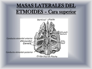 Osteología - Frontal y Etmoides | PPTX
