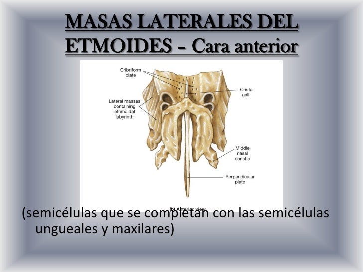 Osteología - Frontal y Etmoides