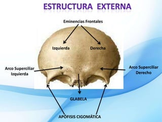 Hueso frontal | PPTX