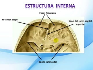 Hueso frontal | PPTX