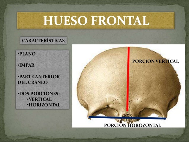 Hueso frontal