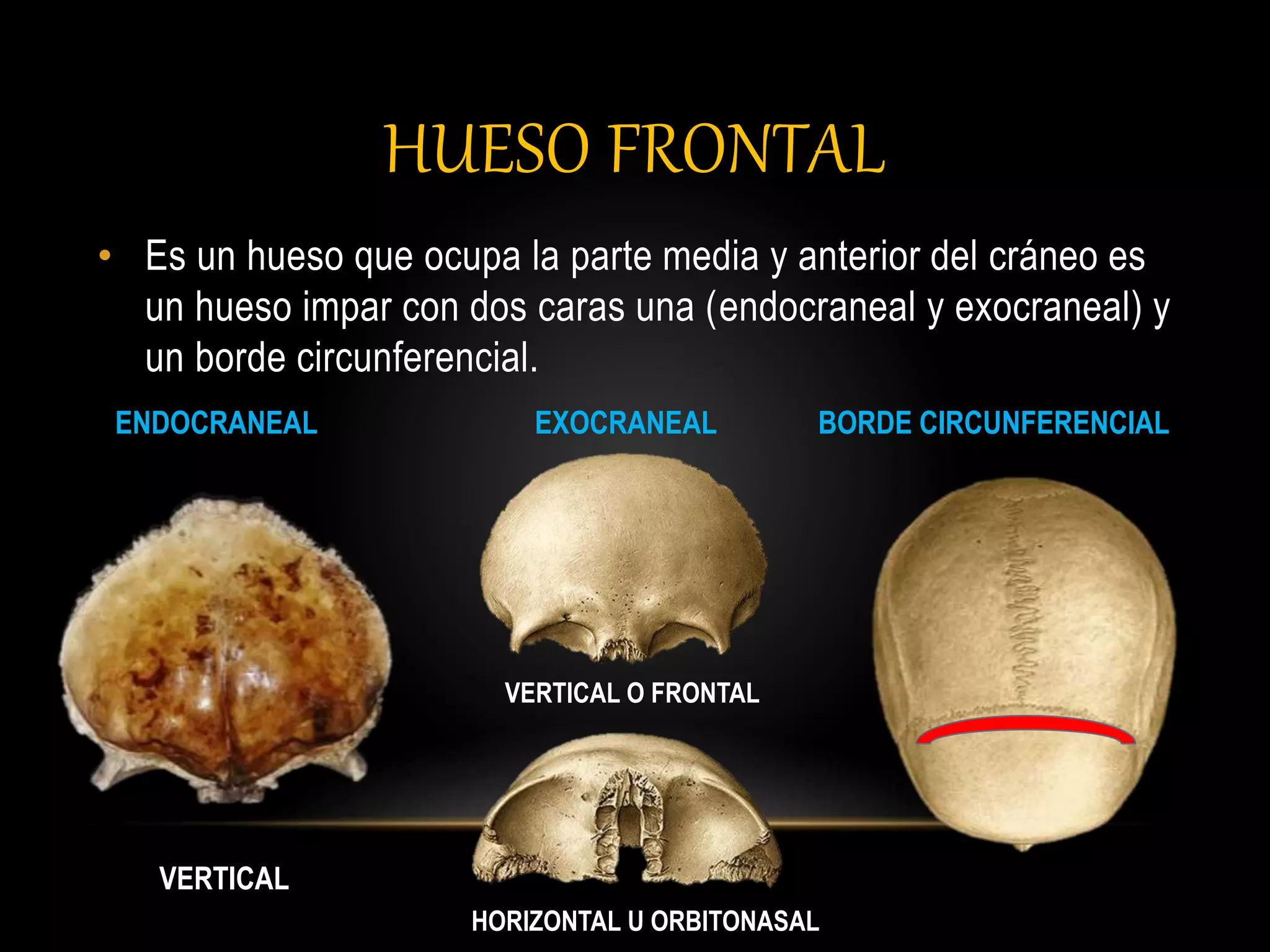 Hueso frontal