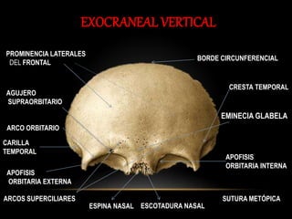 Hueso frontal | PPT