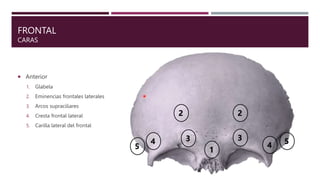Hueso frontal.pptx