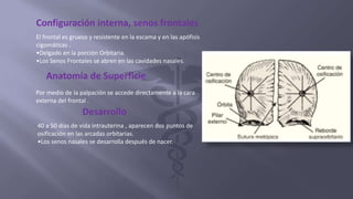 Hueso frontal.usfx .l.targetlibro de anatomia | PPTX