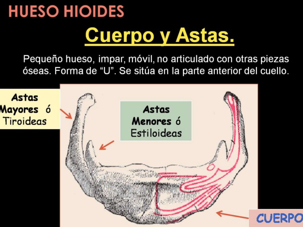 Estructura Del Hueso Hioides | Anatomía, función y ubicación del hueso ...