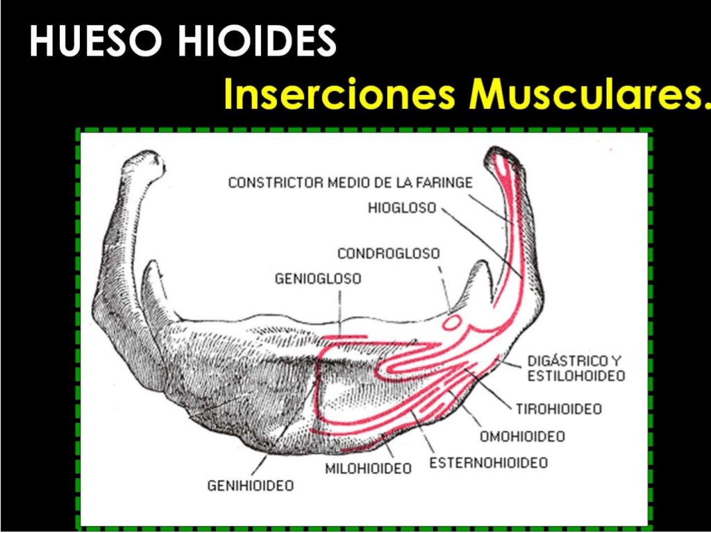 Hueso hioides