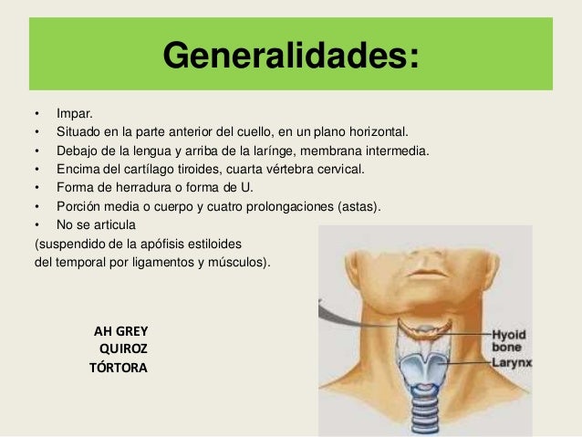 Qué Es El Hueso Hioides Y Cuál Es Su Función – COIMC
