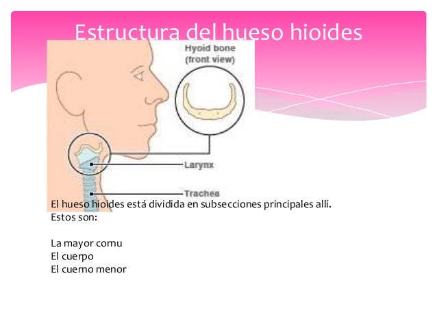 Hueso hioides,cartilagos y tiroides