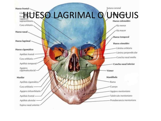 Hueso lagrimal o unguis