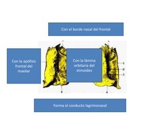 Hueso lagrimal o unguis | PPTX
