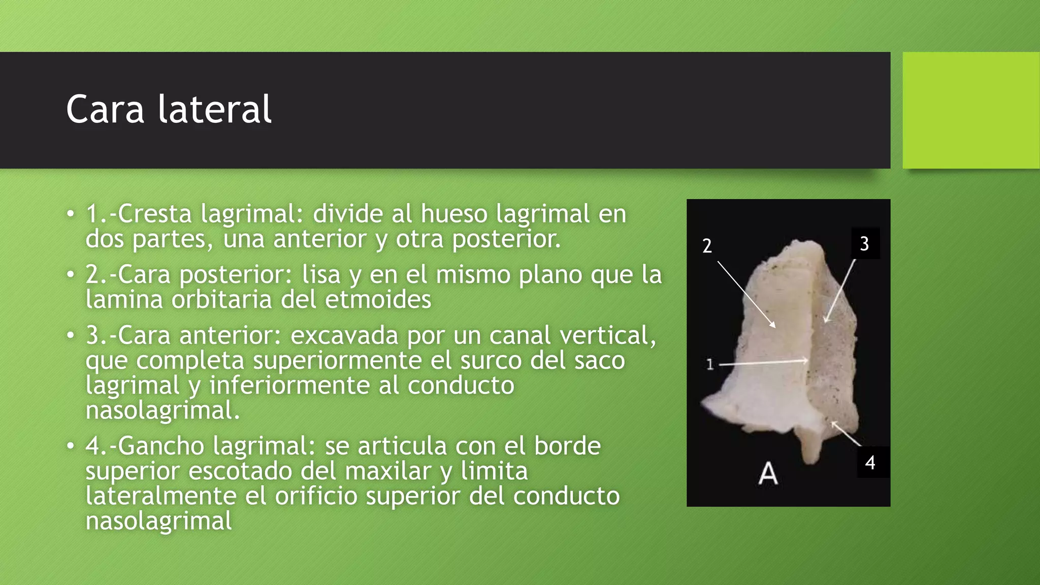 Hueso lagrimal (unguis) | PPTX