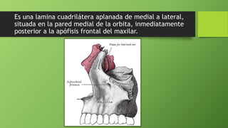 Hueso lagrimal (unguis) | PPTX