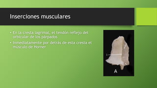 Hueso lagrimal (unguis) | PPTX