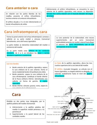 hueso maxilar del esqueleto humano parte de la cara | DOCX