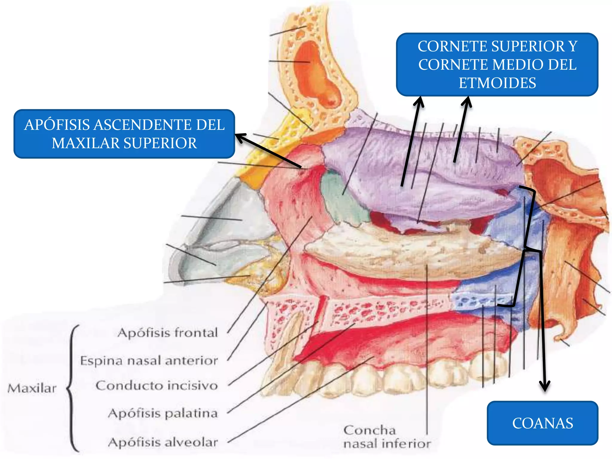 Hueso maxilar superior | PPT