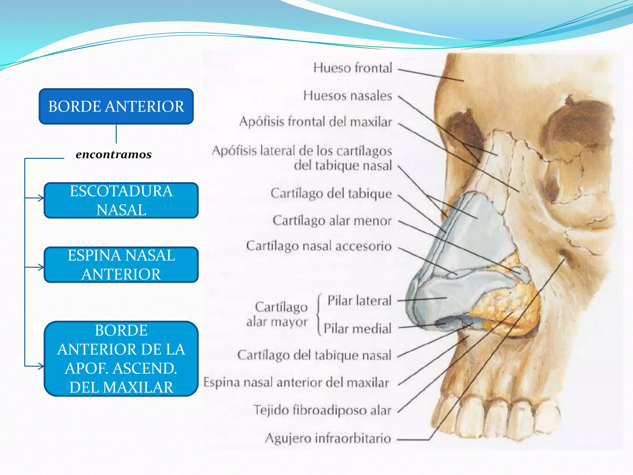 Hueso maxilar superior | PPTX | Ear, Nose and Throat Conditions ...