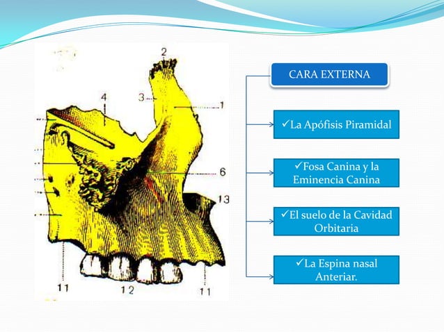 Hueso maxilar superior | PPTX | Ear, Nose and Throat Conditions ...