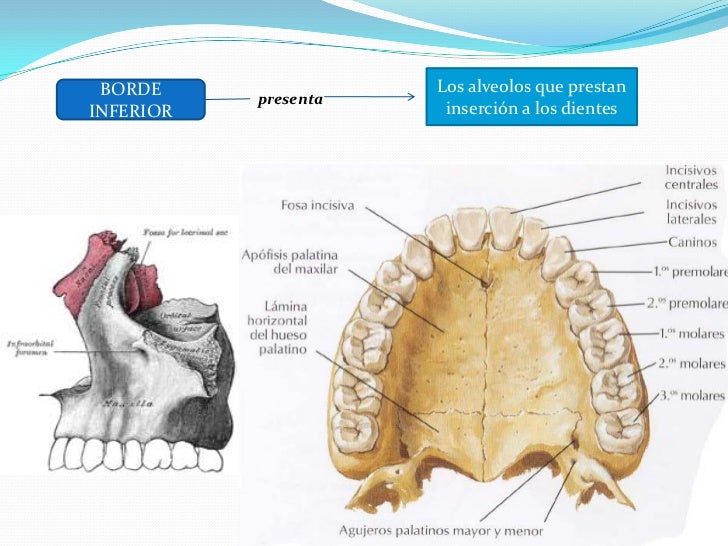 Hueso maxilar superior