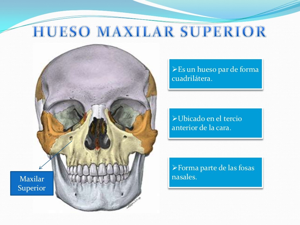 Hueso maxilar superior