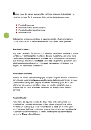 Hueso occipital | DOCX