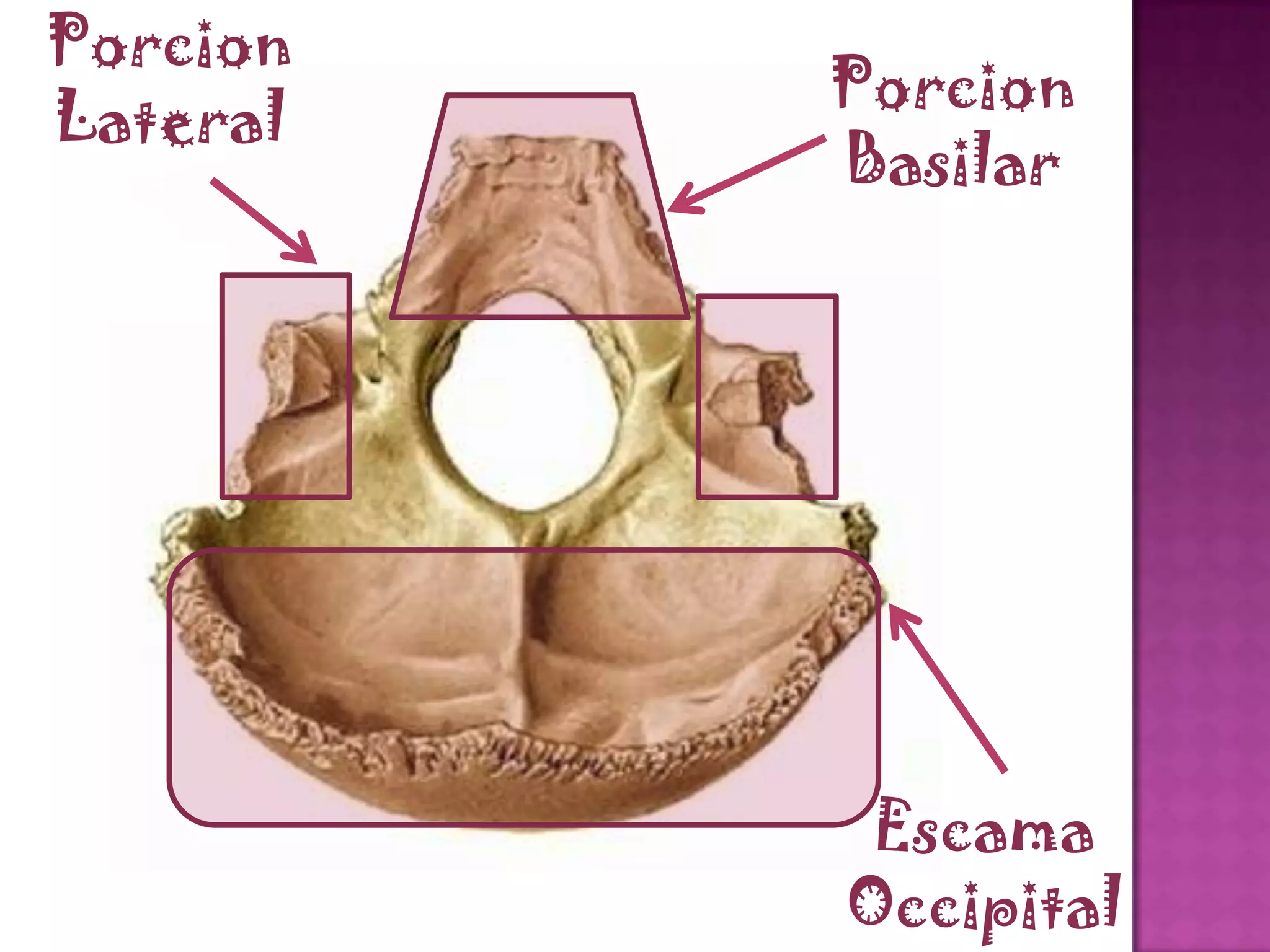 Hueso occipital