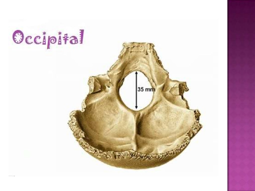 Hueso occipital